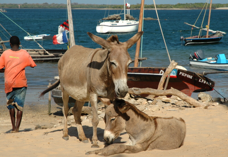 Jack´s House | Insel Lamu Shella